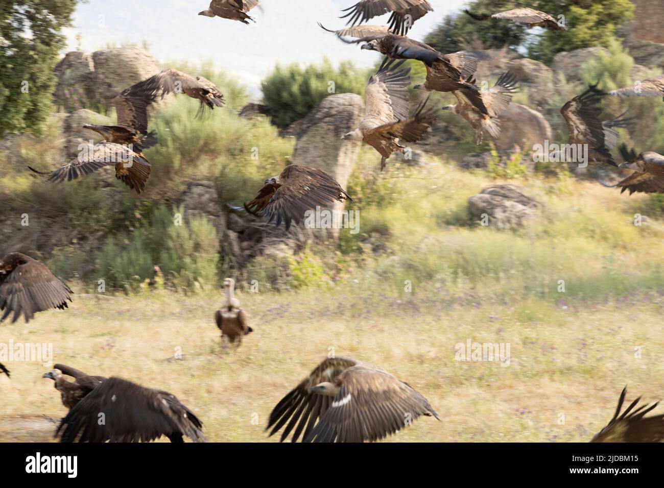 Black vultures flying in a mountainous Mediterranean area with the ...
