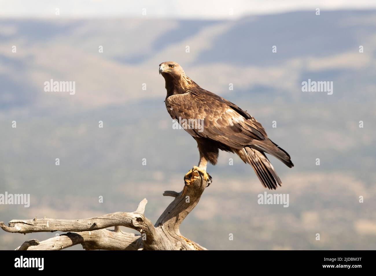 Golden eagle male in his favorite watchtower protecting a recently ...