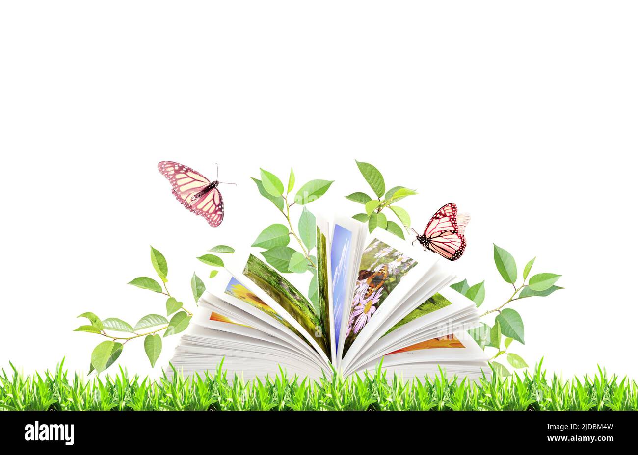 Book of nature. Book open, green leaves and two butterflies. Isolated ...