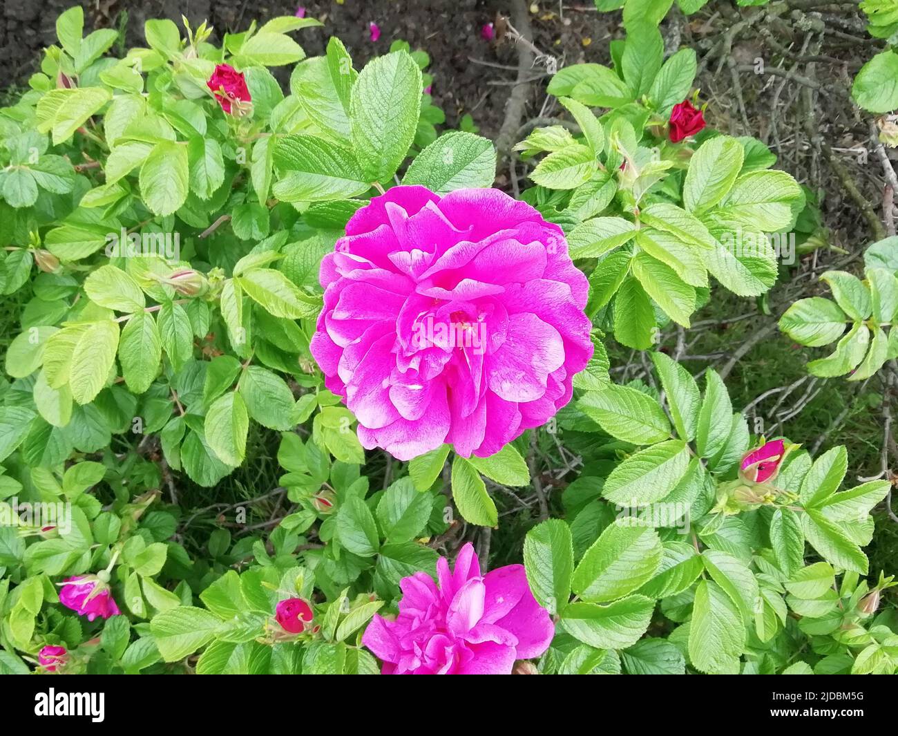Bright lush fragrant blooming pink wild rose, rosehip flower Stock ...