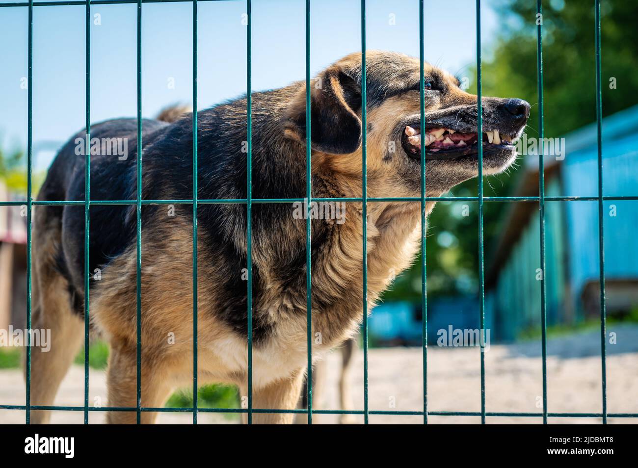 Dog in animal shelter. Portrait of a homeless eating dog in a shelter ...