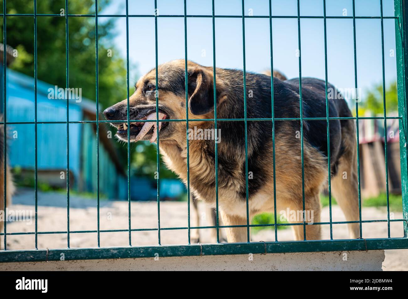 Dog in animal shelter. Portrait of a homeless eating dog in a shelter ...