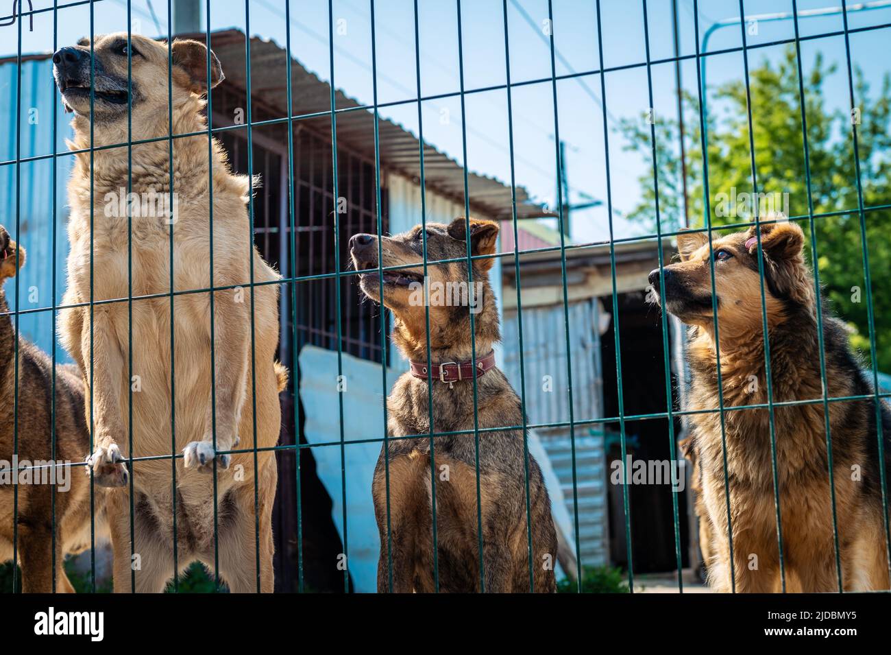 Group of dogs in animal shelter. Homeless eating dogs in a shelter cage ...