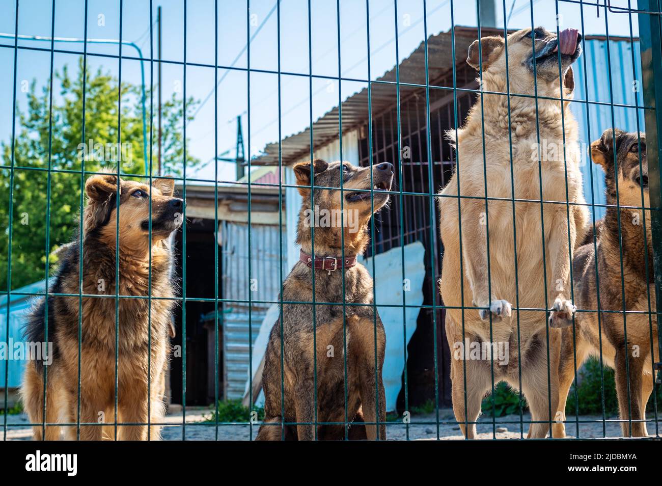 Group of dogs in animal shelter. Homeless eating dogs in a shelter cage ...