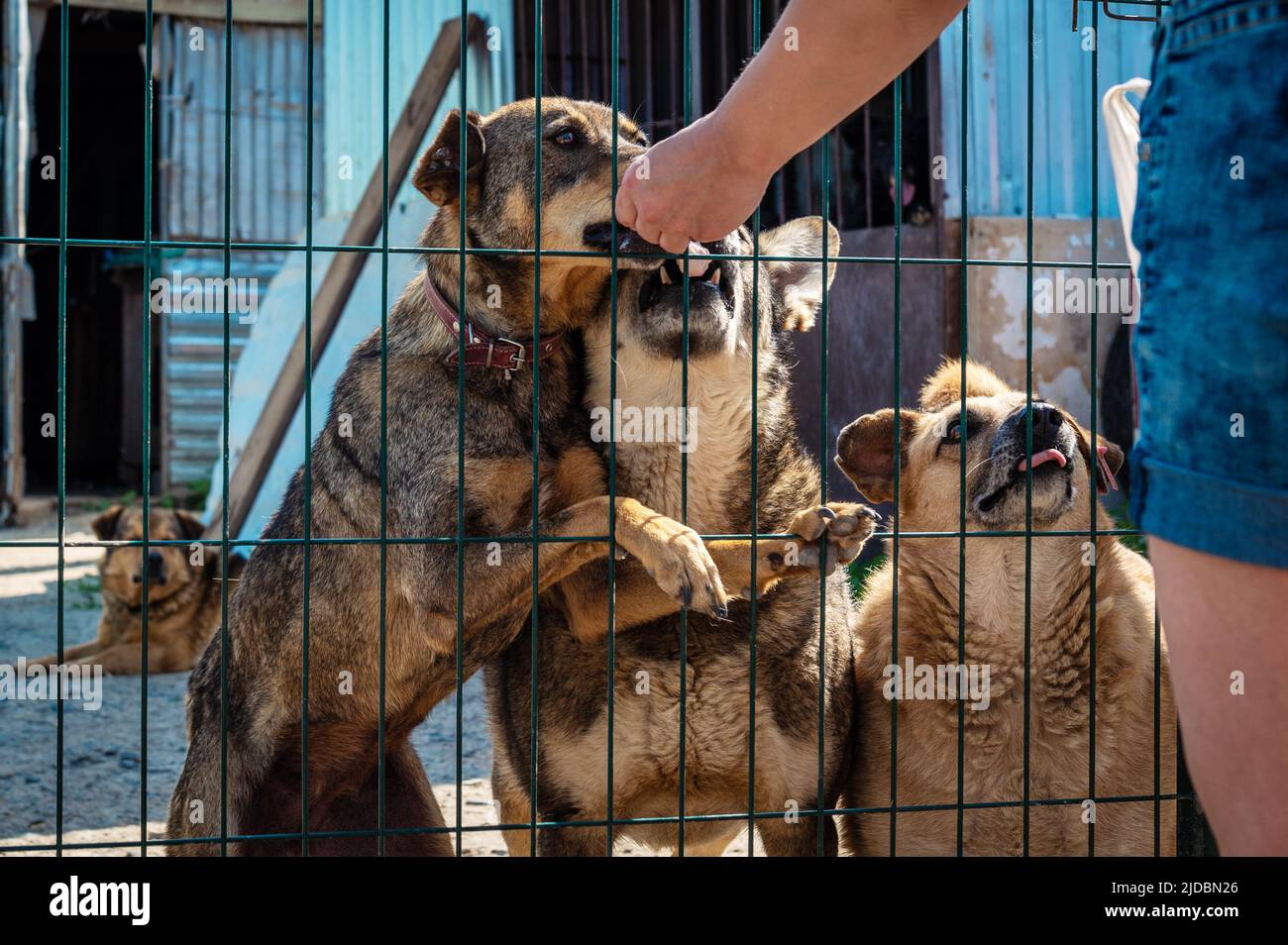 Group of dogs in animal shelter. Homeless eating dogs in a shelter cage ...