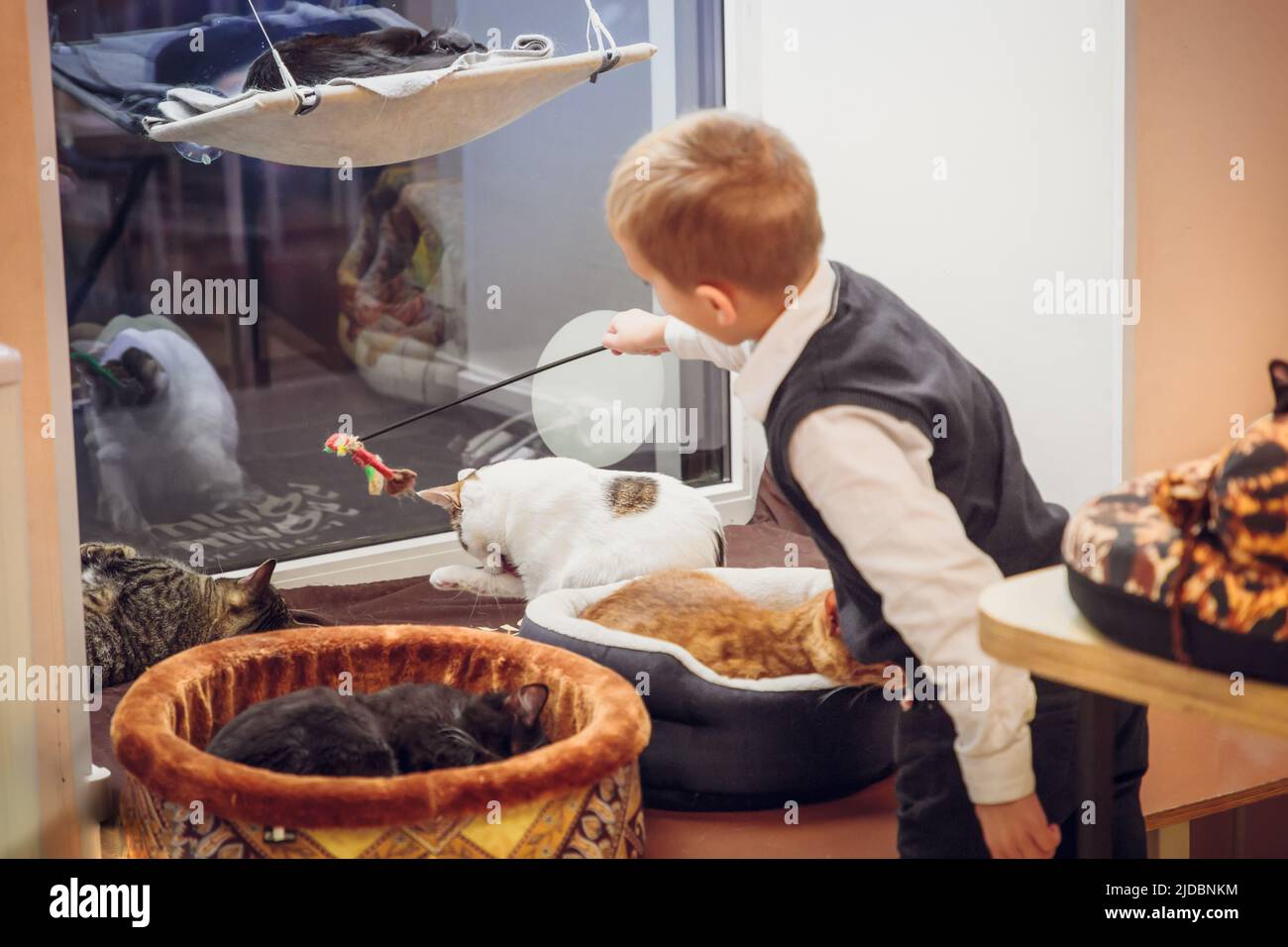 Boy playing with cats in a cat cafe. Lazy cats are sleeping, the ...