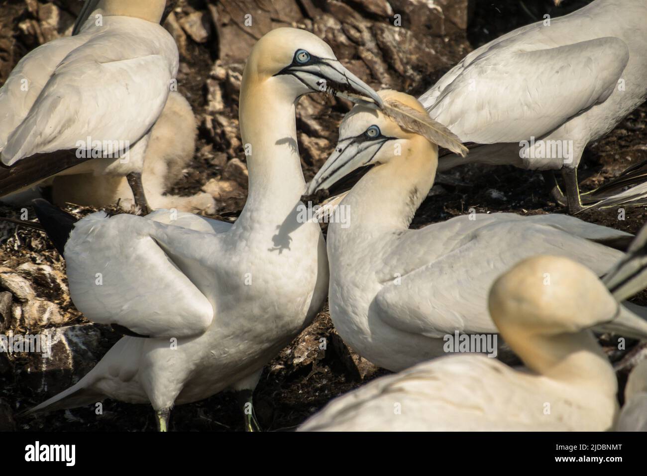 Two northern gannets presenting each other with nesting material Stock ...