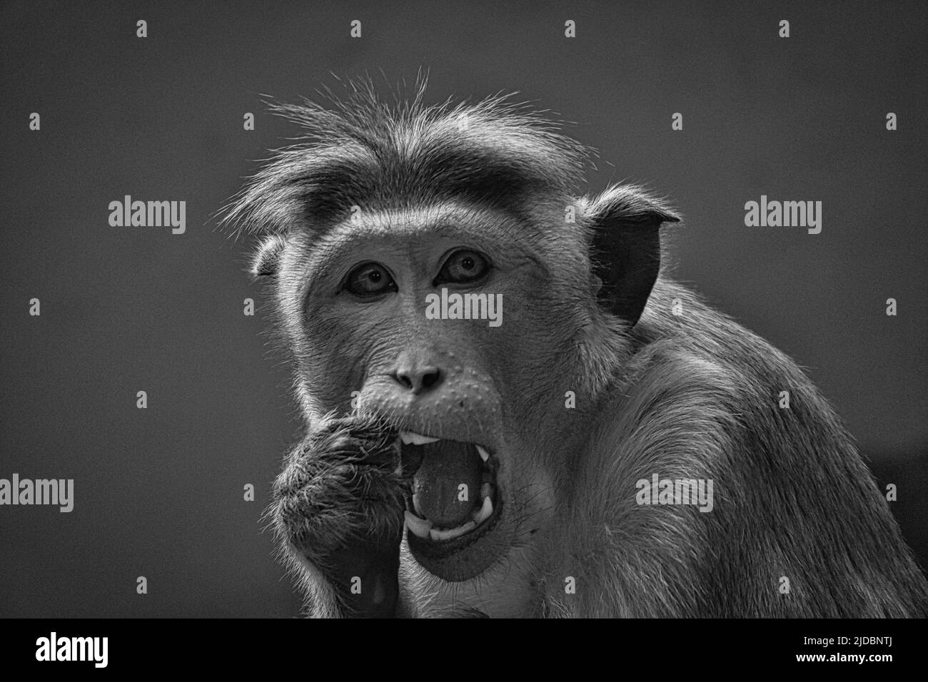 Rhesus monkey in black and white, sitting on a branch and peeing in his ...
