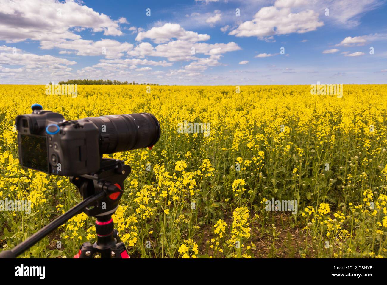 modern professional mirrorless camera on tripod shooting yellow field ...