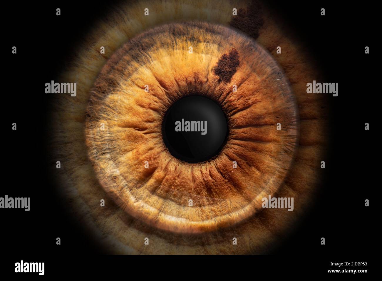 Iris eye hi-res stock photography and images - Alamy