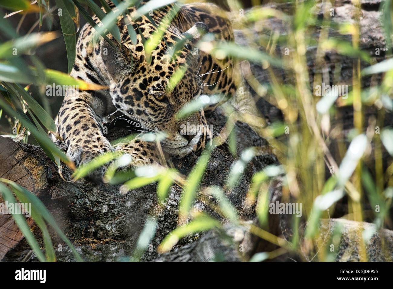 Jaguar lying behind grass. spotted fur, camouflaged lurking. The big ...