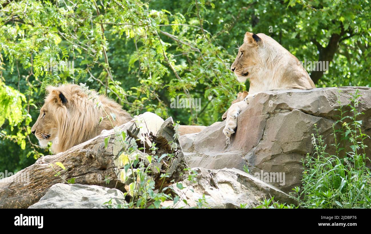 Lion couple lying on a rock. Relaxed predators looking into the ...