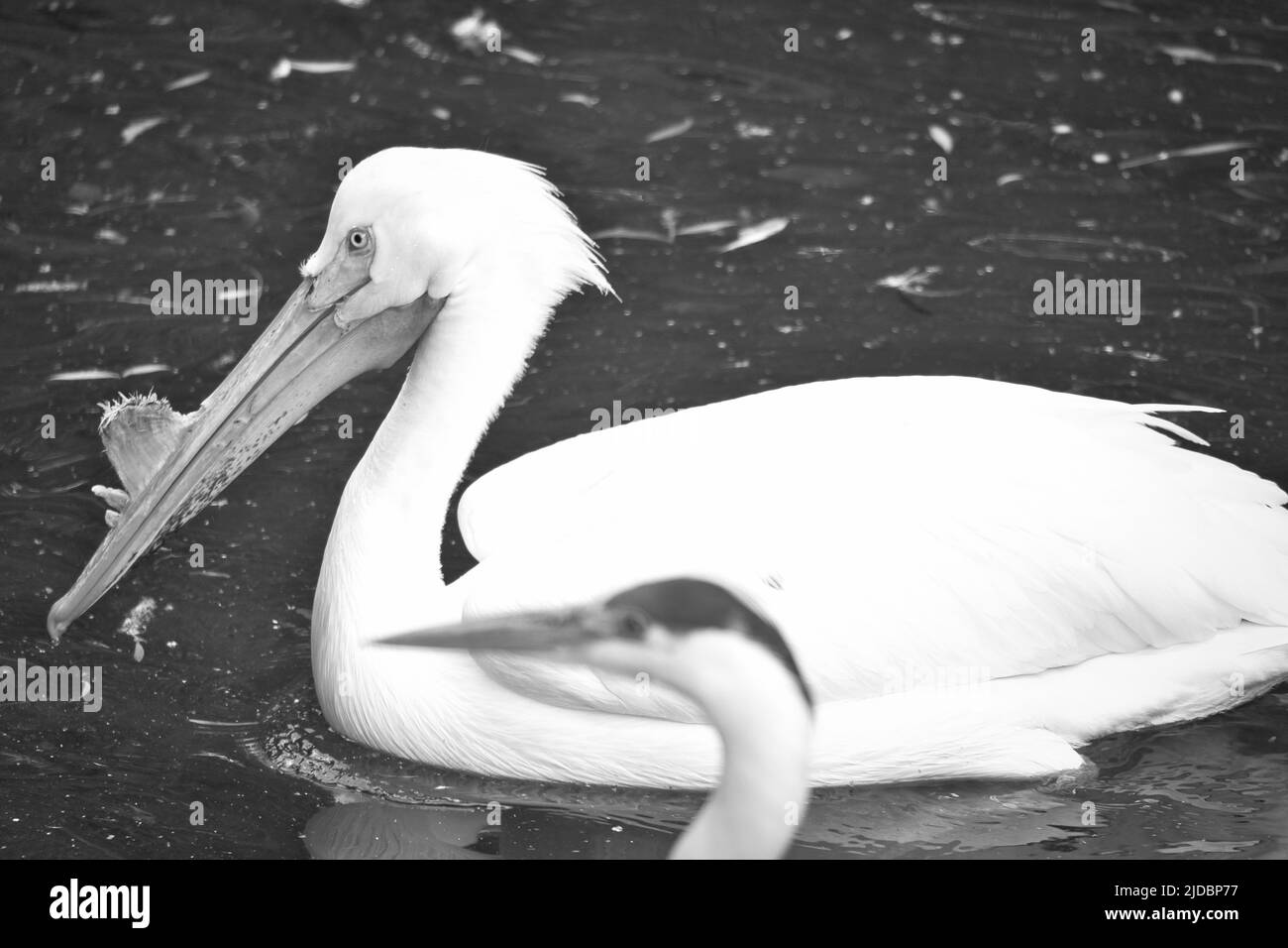 Pelican black and white, swimming in the water. White gray plumage ...