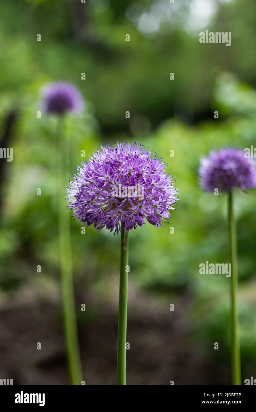 Persian shallot blooming flower, Allium stipitatum Regel, medical plant ...