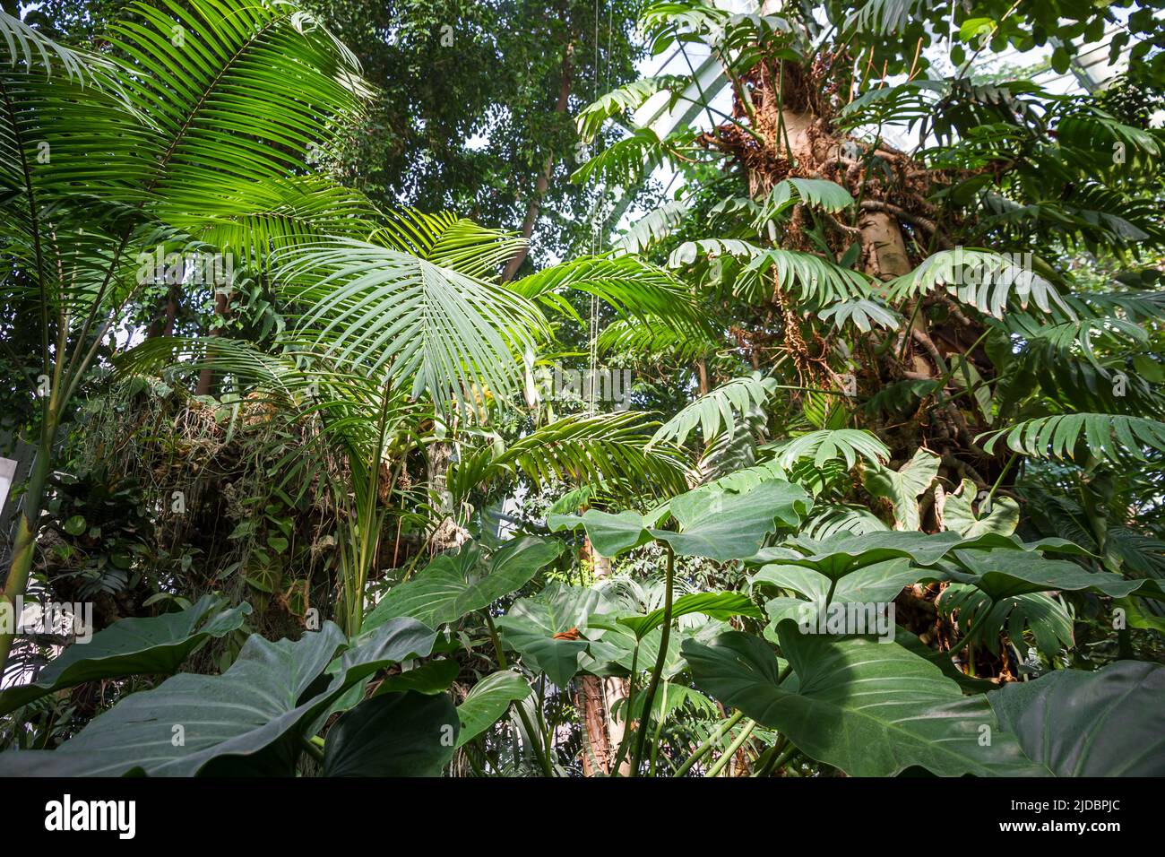 Tropical jungle forest background. Green and fresh rainforest wallpaper ...