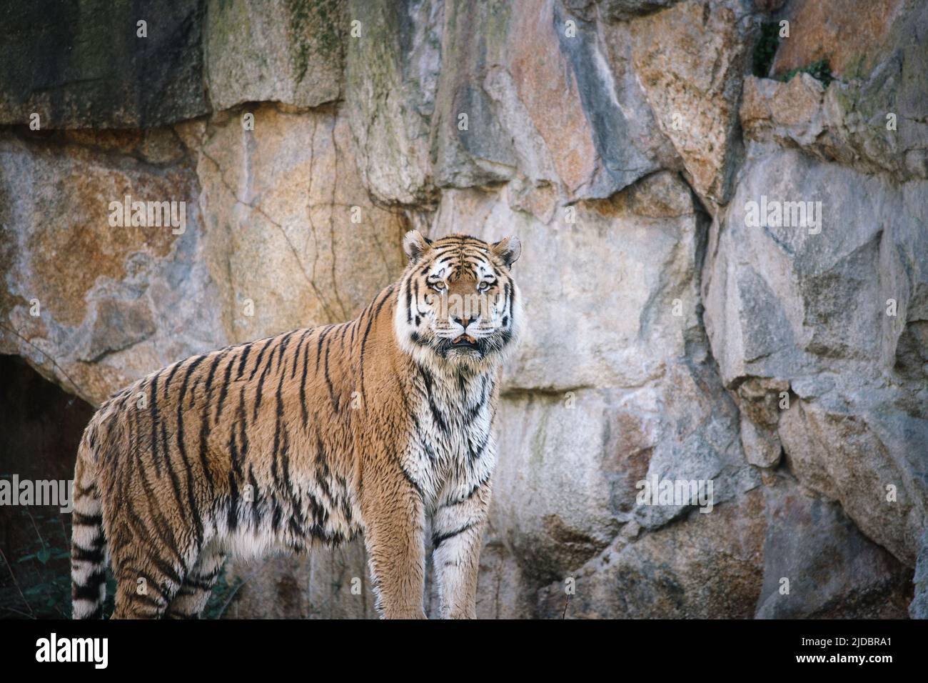 Siberian tiger. Elegant big cat. endangered predator. white,black ...