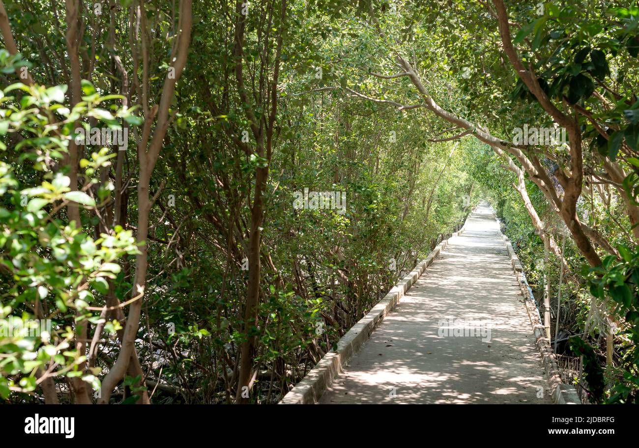 The Wooden walkway in green mangrove forest blue sky background sunny ...