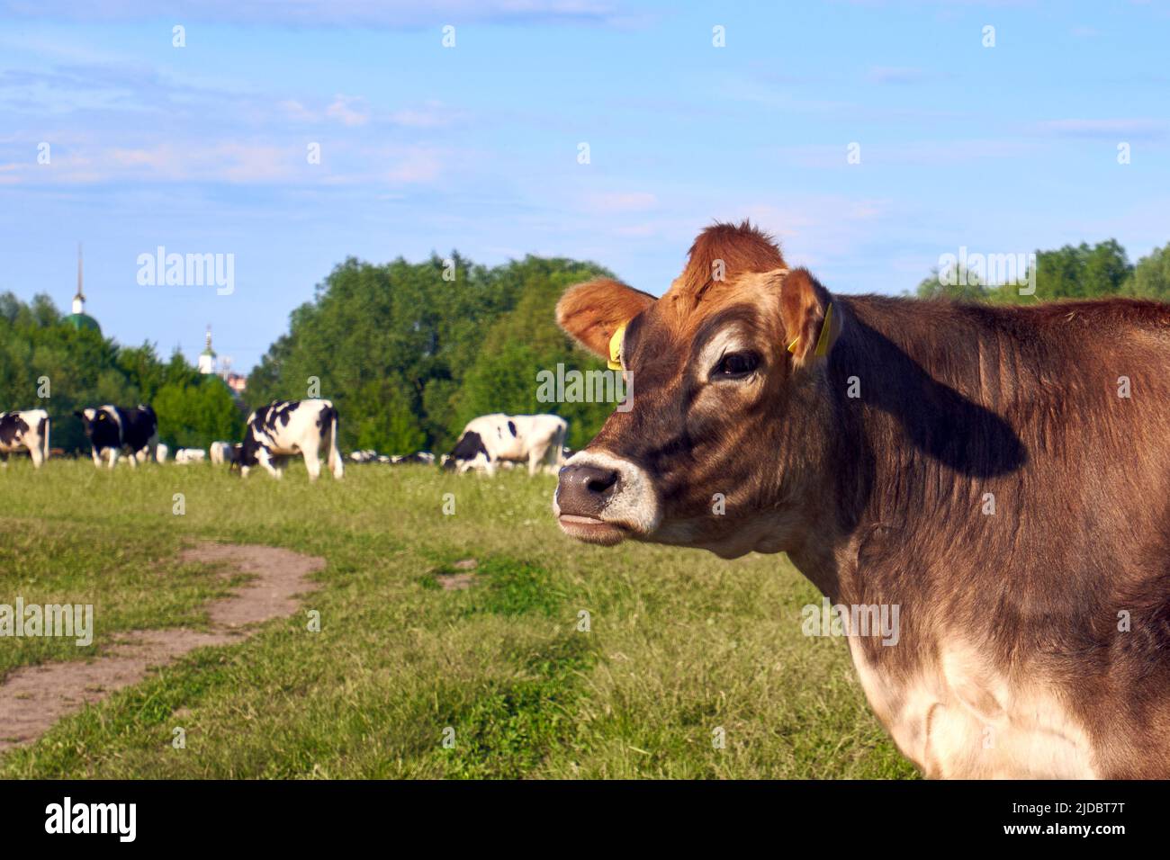 Cow muzzle hi-res stock photography and images - Alamy