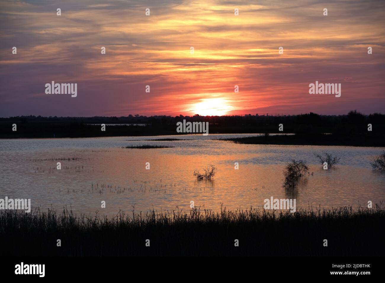 France, Bouche-du-Rhône sunrise pond Camargue Stock Photo - Alamy