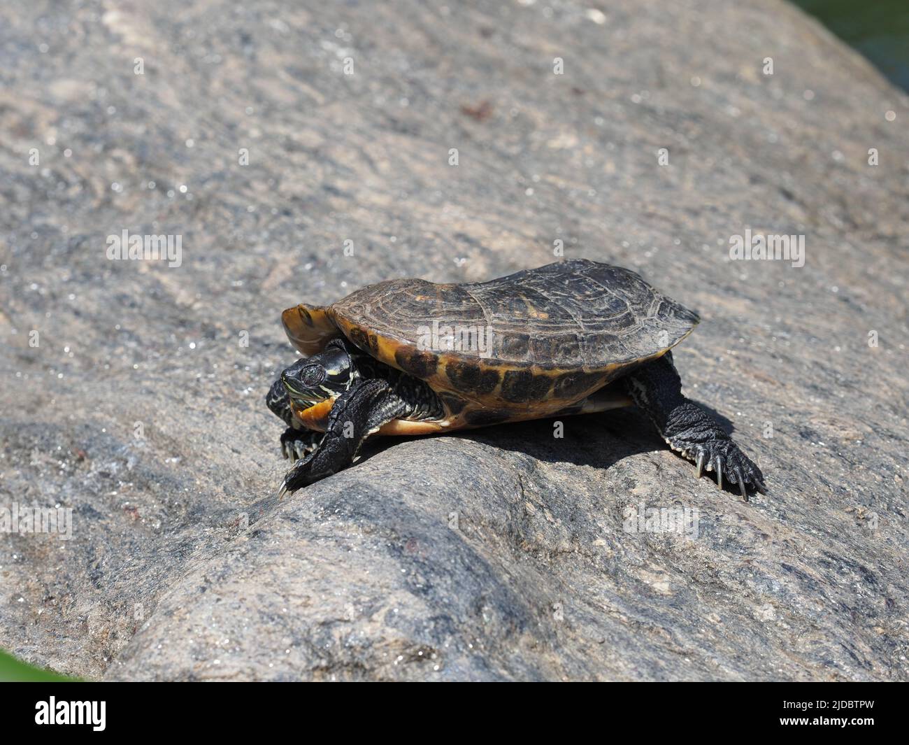 Turtle's in Central Park, New York Stock Photo - Alamy