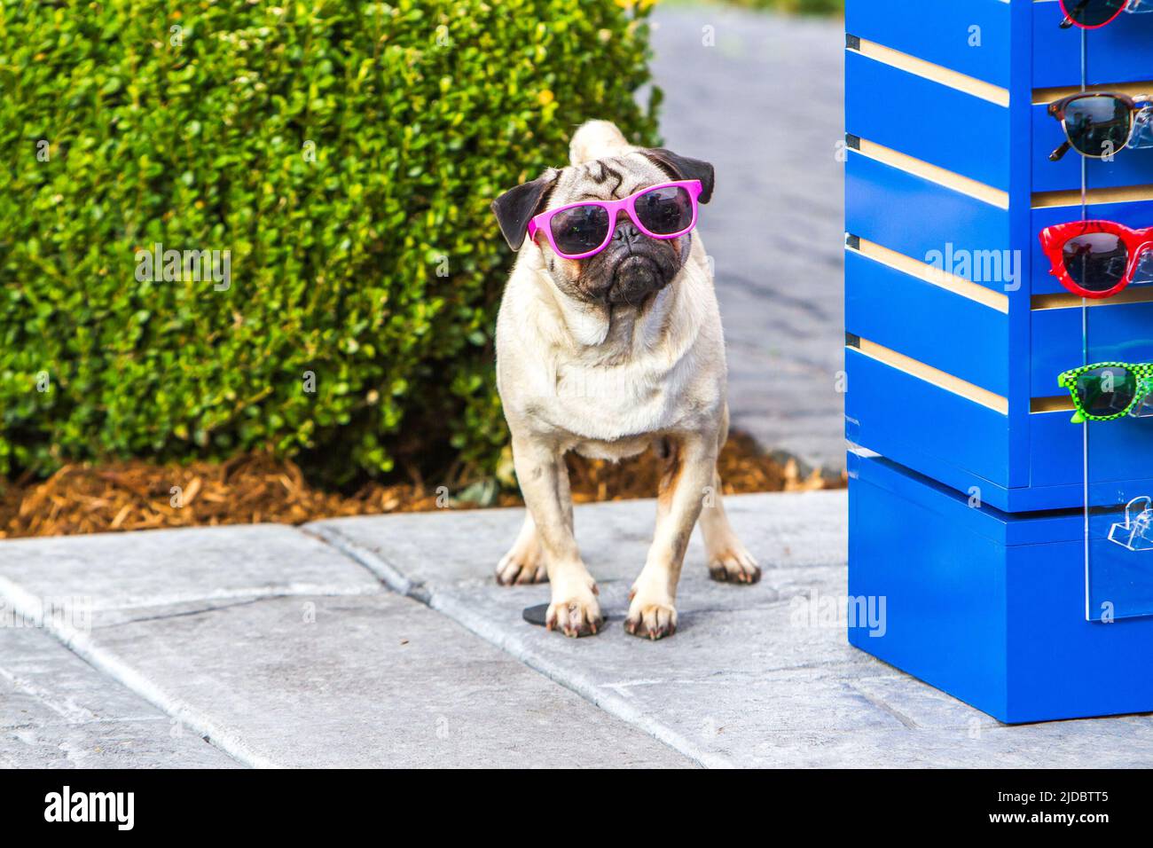 SHOW DOGS (2018), directed by RAJA GOSNELL. Credit: Open Road Films ...