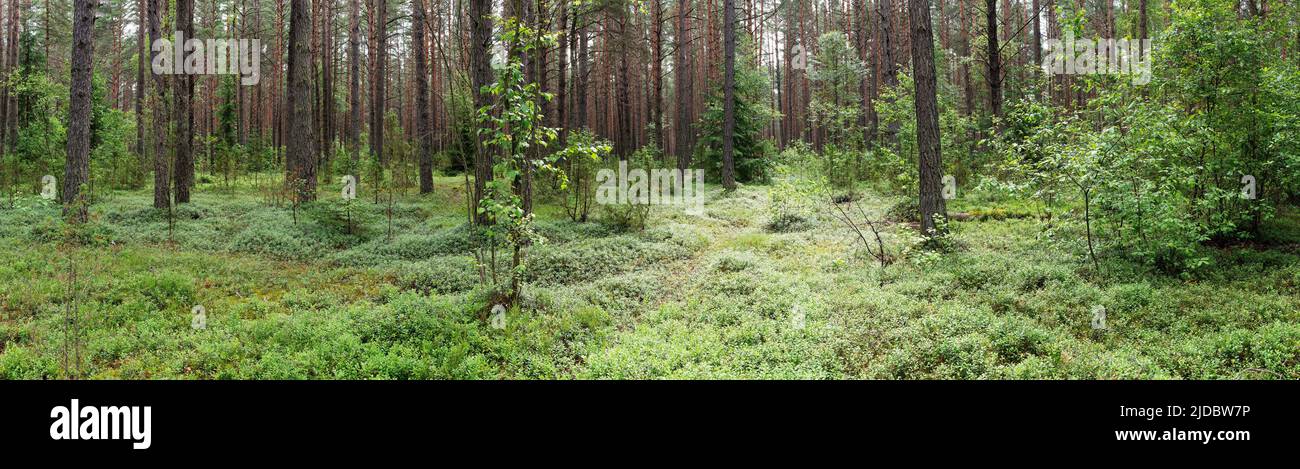 Dense naturally wild pine forest, panorama, large trees, bushes and ...