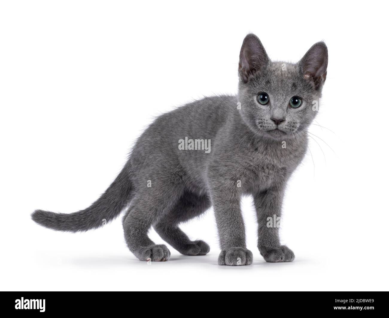 Well typed Russian Blue cat kitten, standing side ways. Looking curious ...
