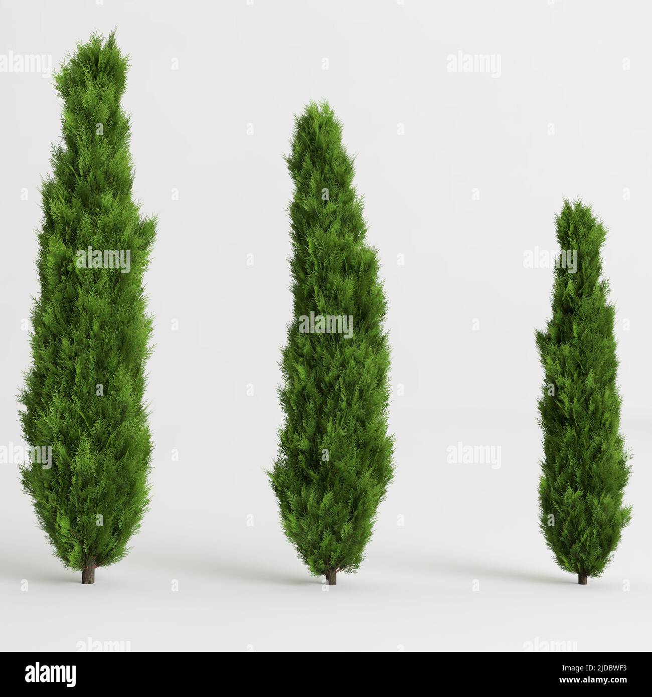 3d illustration of three bush isolated on white background Stock Photo ...