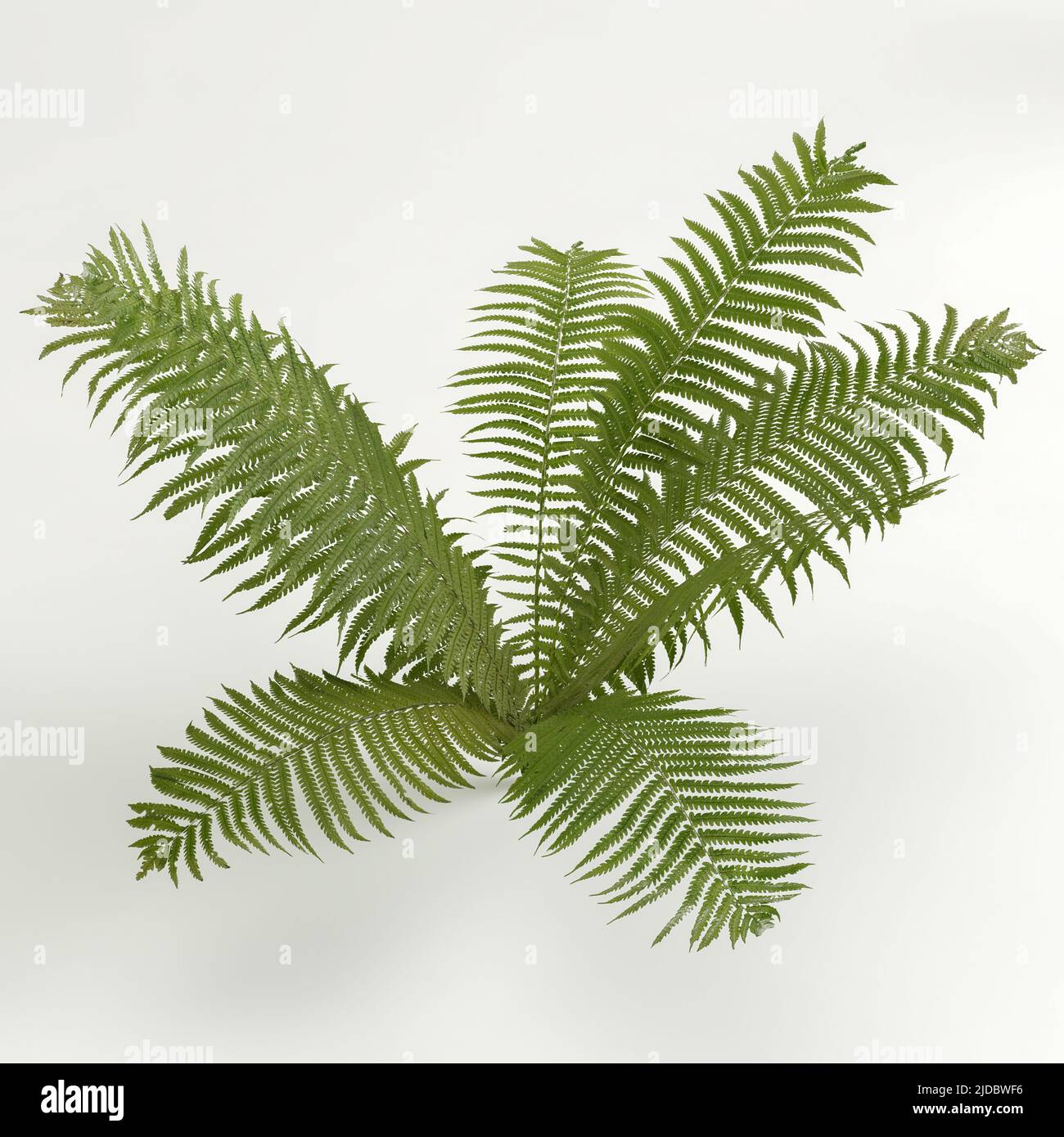 3d illustration of shrubs with bird's eye view isolated on white ...