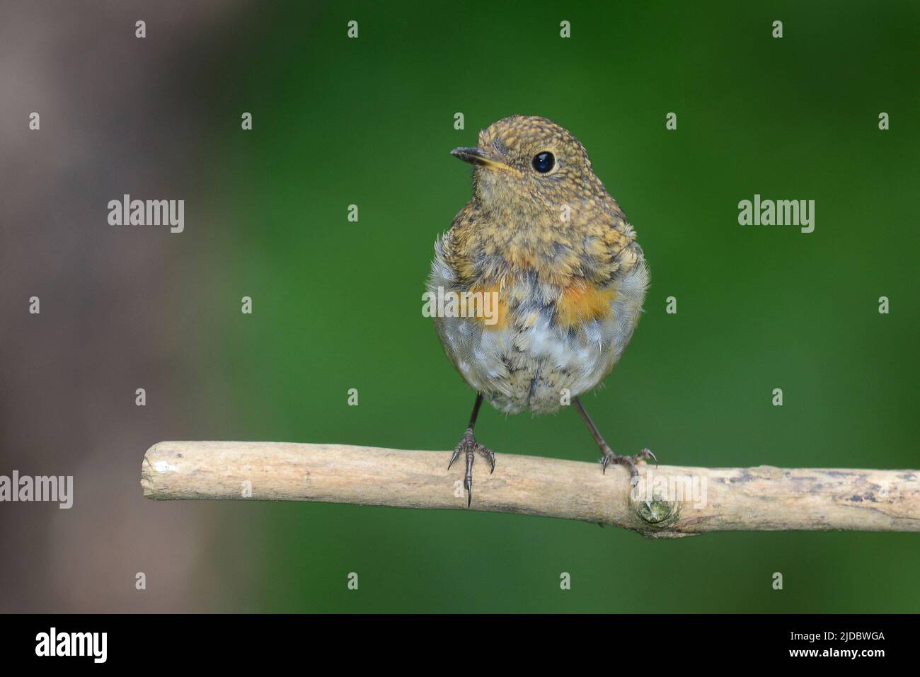 Fledgling robin hi-res stock photography and images - Alamy