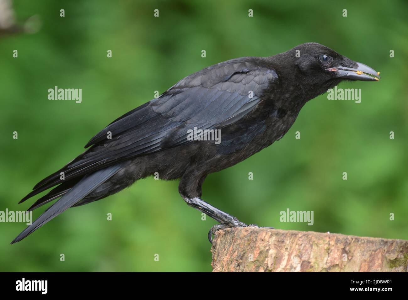 Fledgling crow hi-res stock photography and images - Alamy