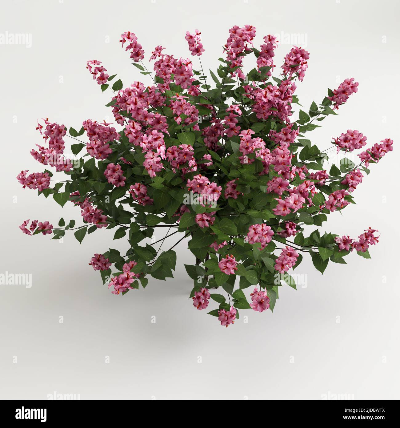 3d illustration of shrub with flowers bird's eye view isolated on white ...