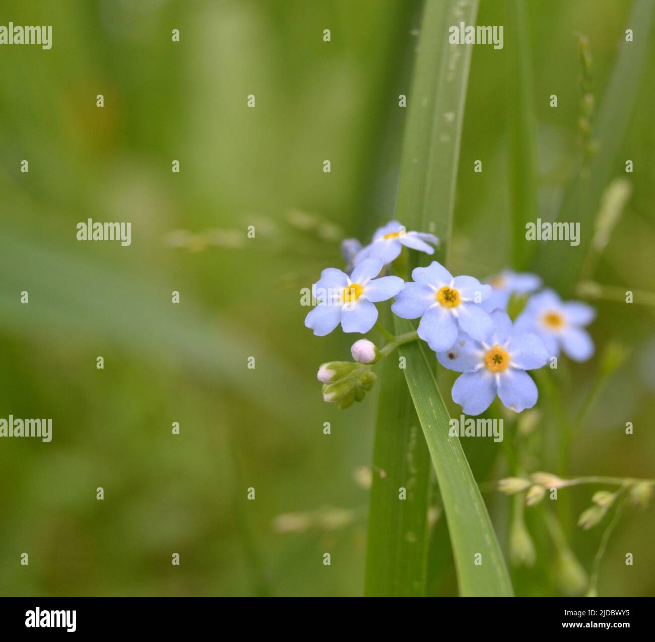 Water forget-me-not Myosotis scorpioides Myosotis palustris Myosotis ...