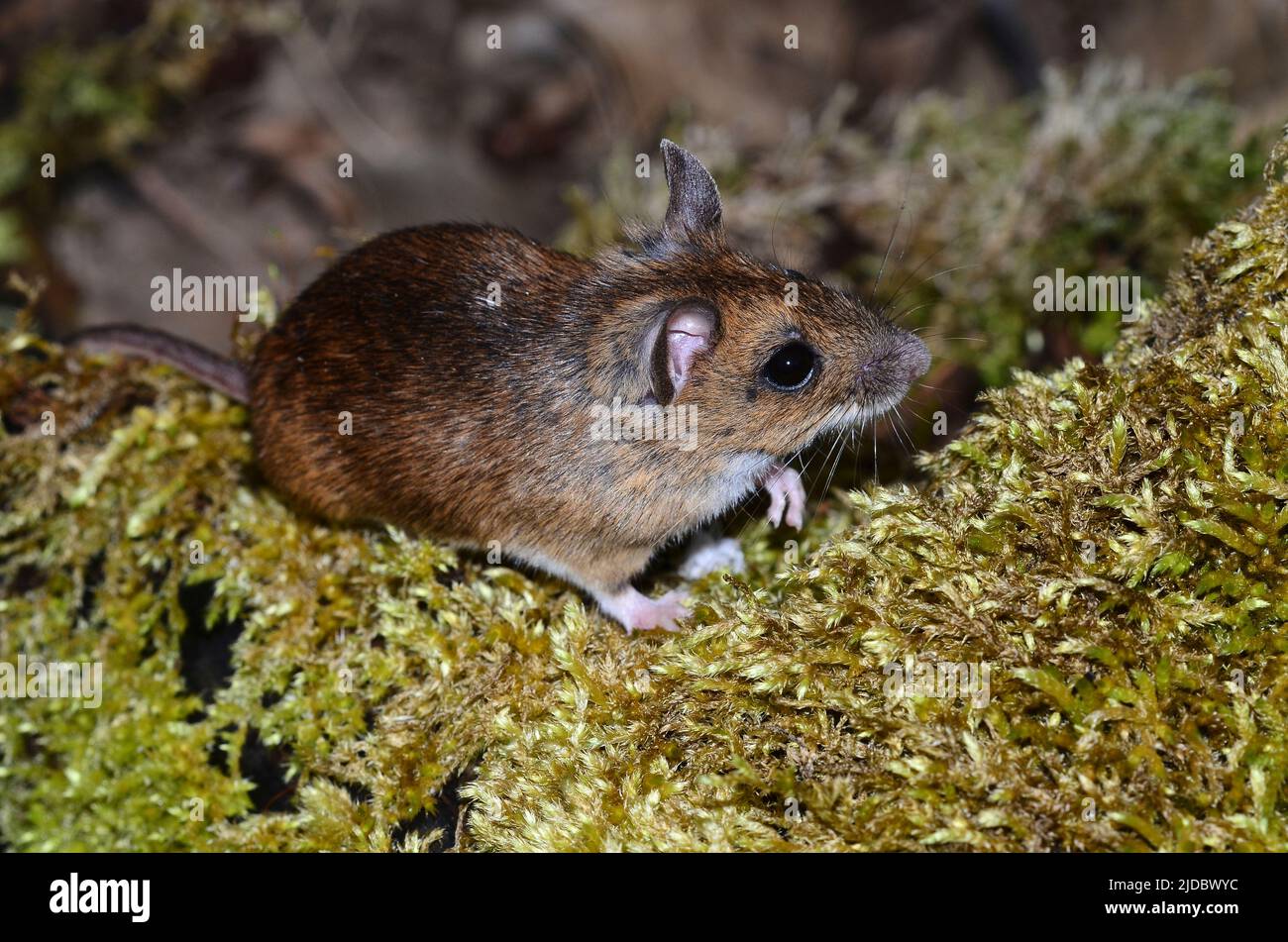 wood mouse apodemus sylvaticus Stock Photo - Alamy