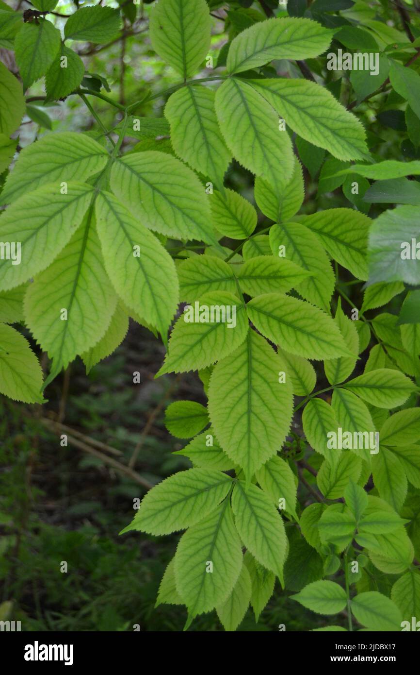 Beautiful green leaves closeup in the morning Stock Photo - Alamy