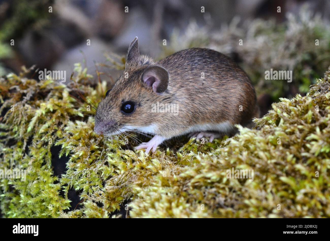 wood mouse apodemus sylvaticus Stock Photo - Alamy