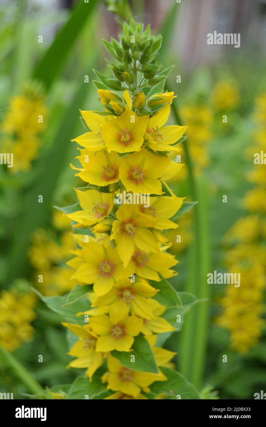 Closeup of the pretty yellow flowers on a flower spike of loosestrife ...
