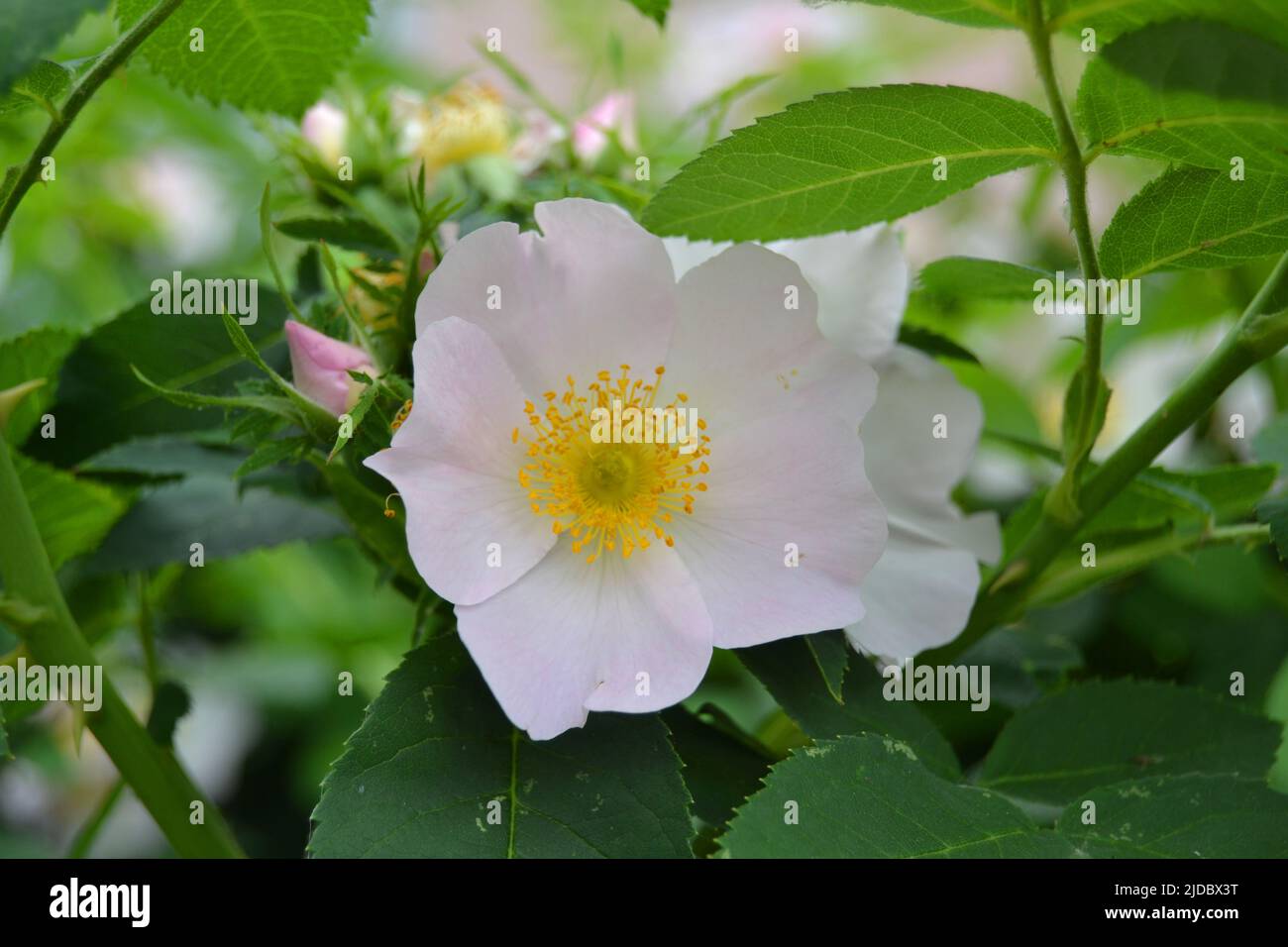 Wild rose bush hi-res stock photography and images - Alamy