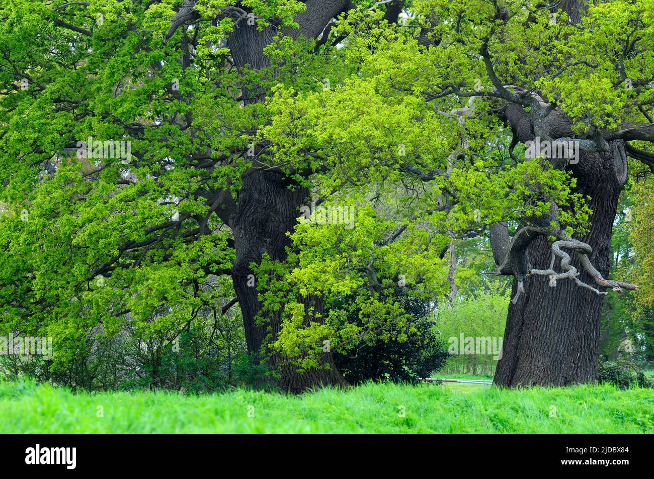 Mature pedunculate oak trees in Windsor Great Park, UK Stock Photo - Alamy