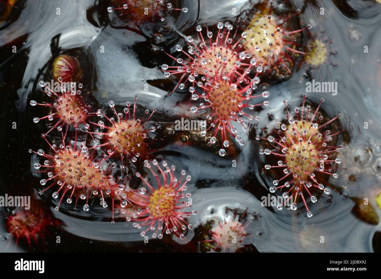 Round leaved sundew leaves in heathland acidic bog Stock Photo - Alamy