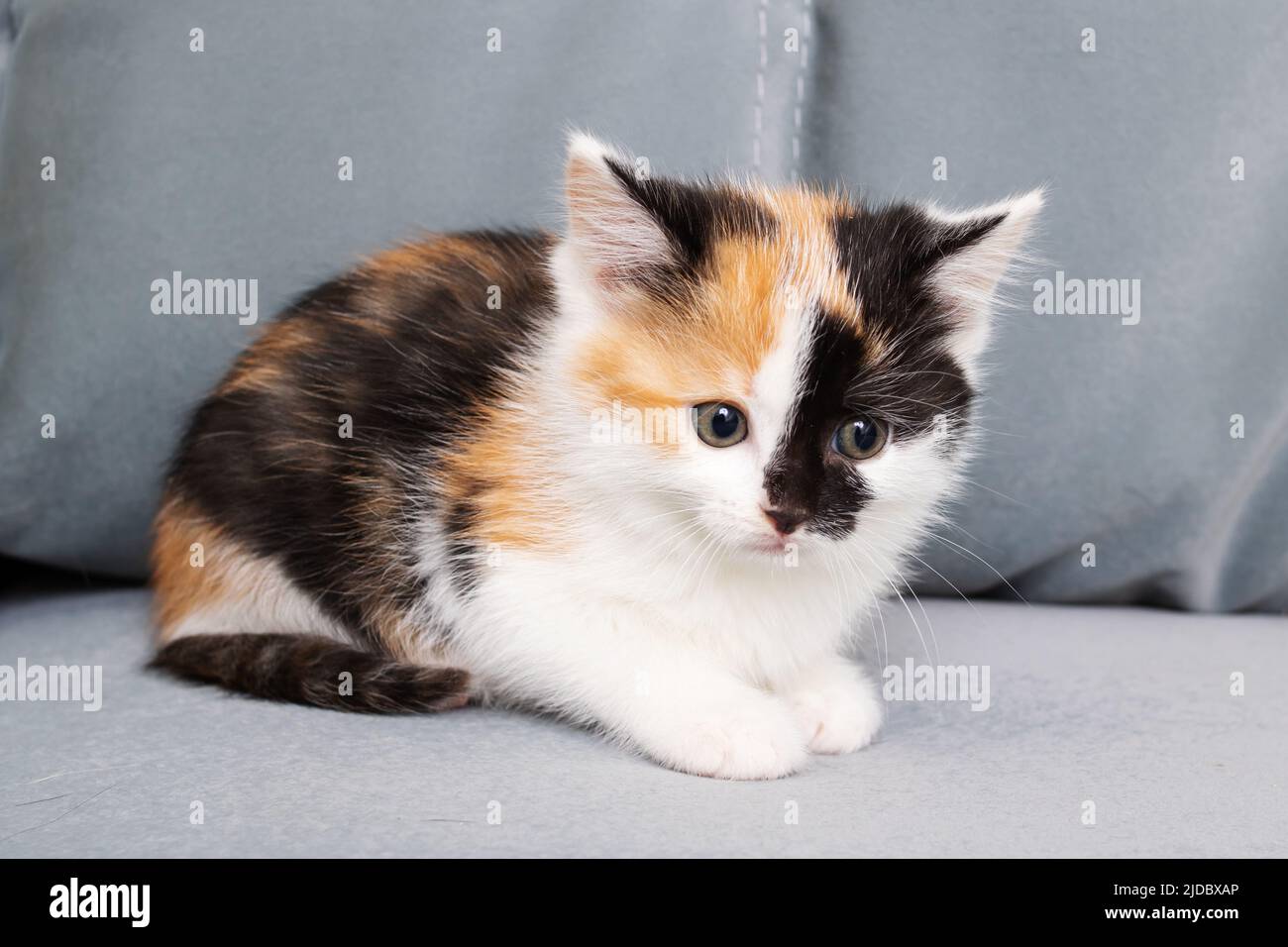 Head of small tricolor kitten portrait closeup Stock Photo - Alamy