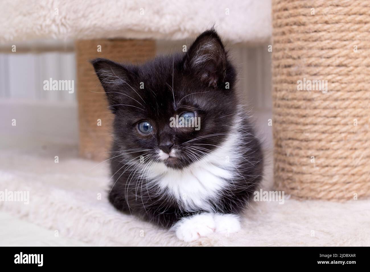 Muzzle of a black little kitten closeup portrait Stock Photo - Alamy