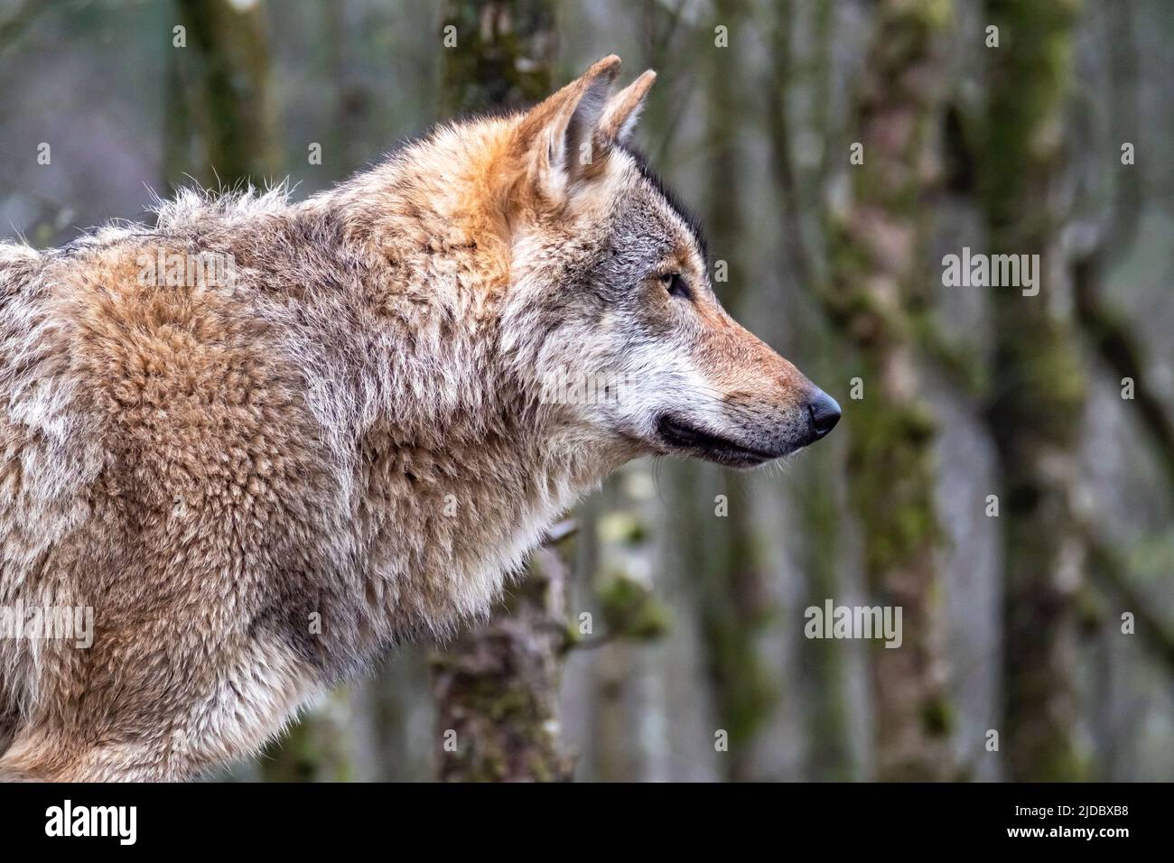 Wolve pack hi-res stock photography and images - Alamy