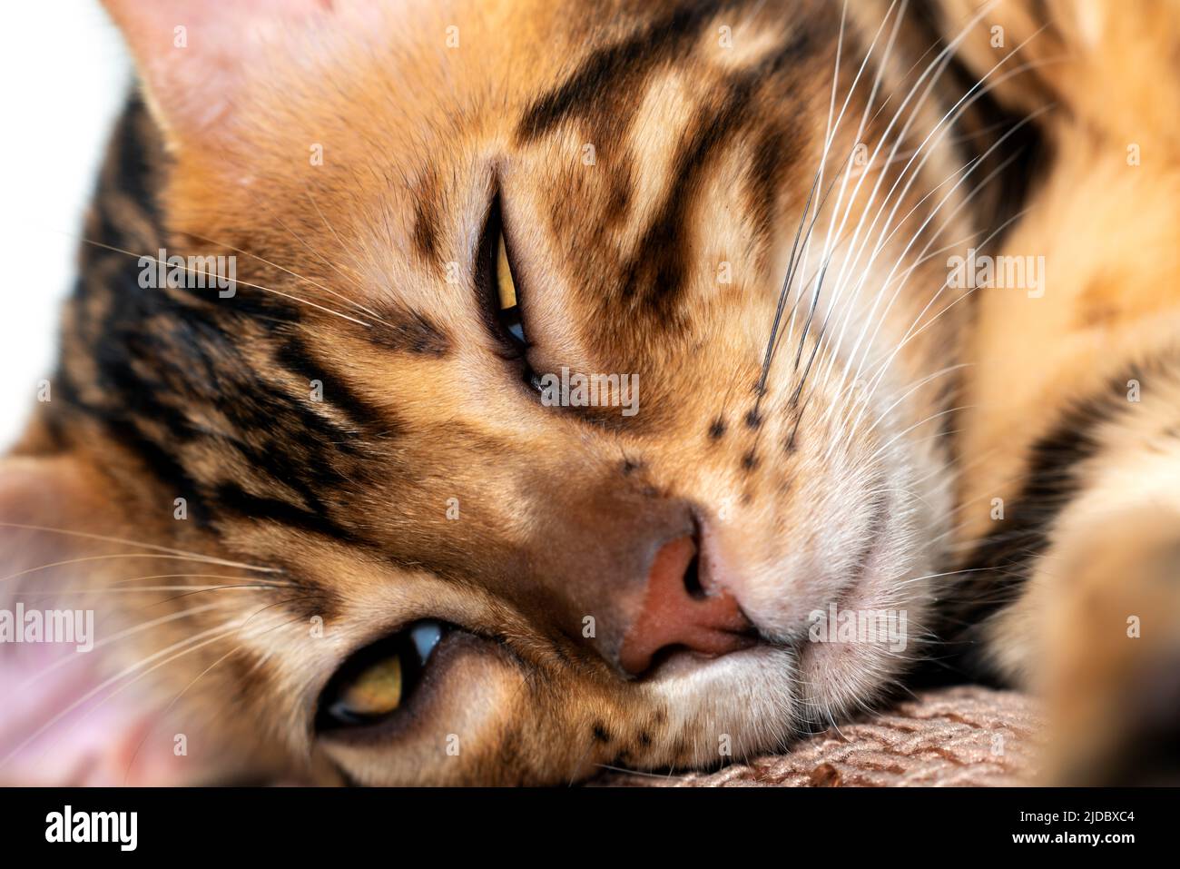 Sleeping cute bengal kitten portrait Stock Photo - Alamy