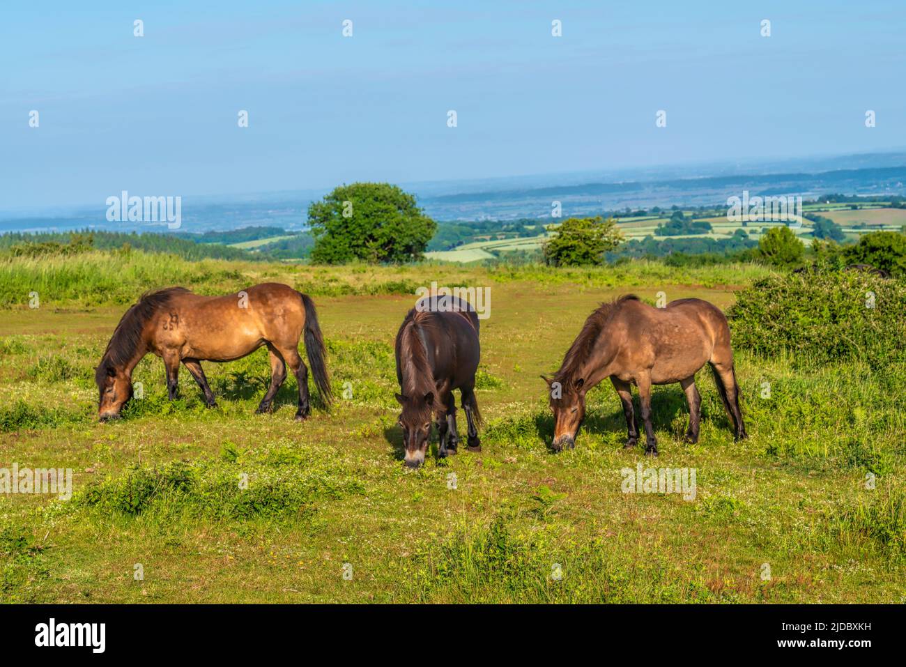 Quantock Hills Somerset wild ponies grazing in English countryside ...