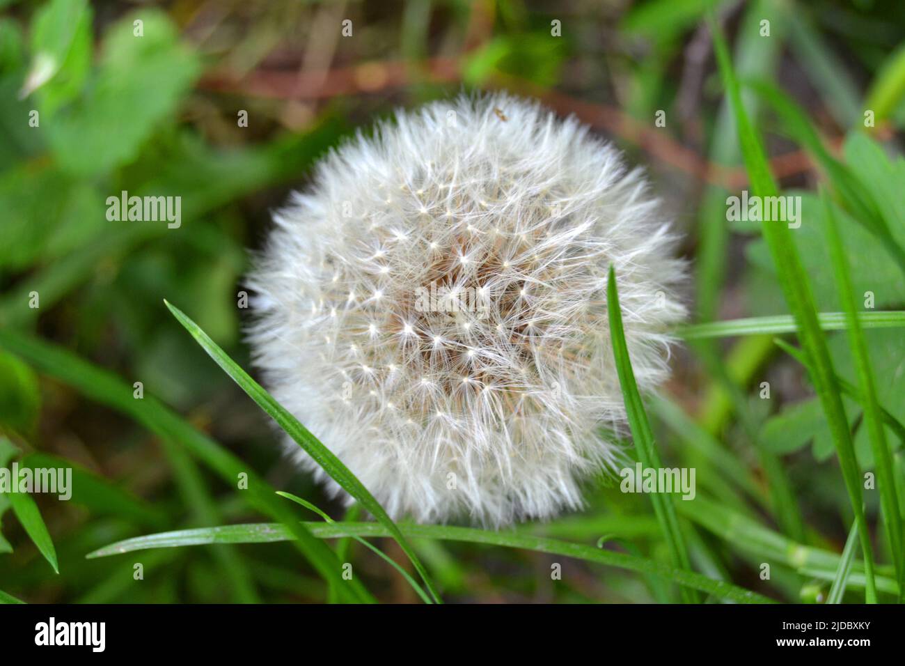 Bloomed dandelion in nature grows from green grass. Old dandelion ...