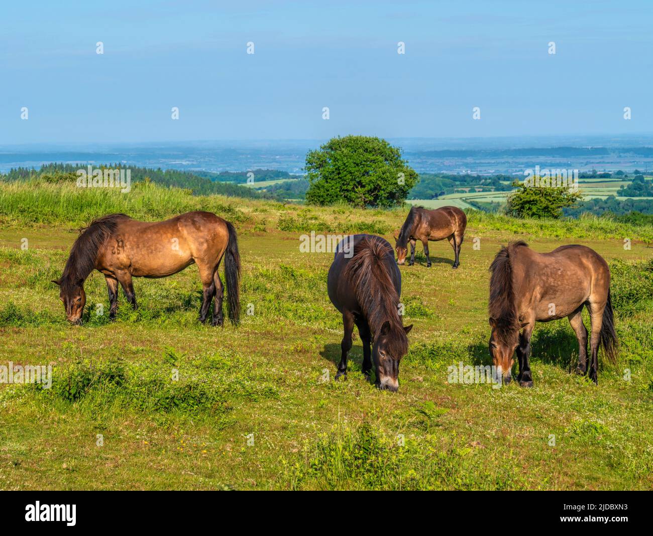 Quantocks Somerset wild ponies grazing in English countryside rural ...