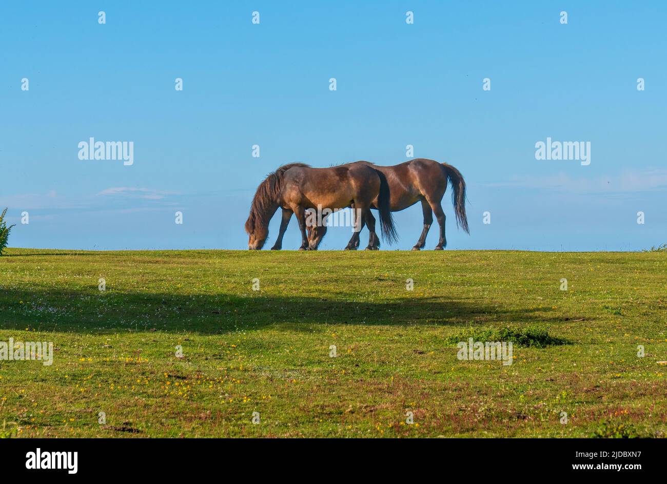 Wild ponies grazing on horizon silhouetted against blue sky The ...