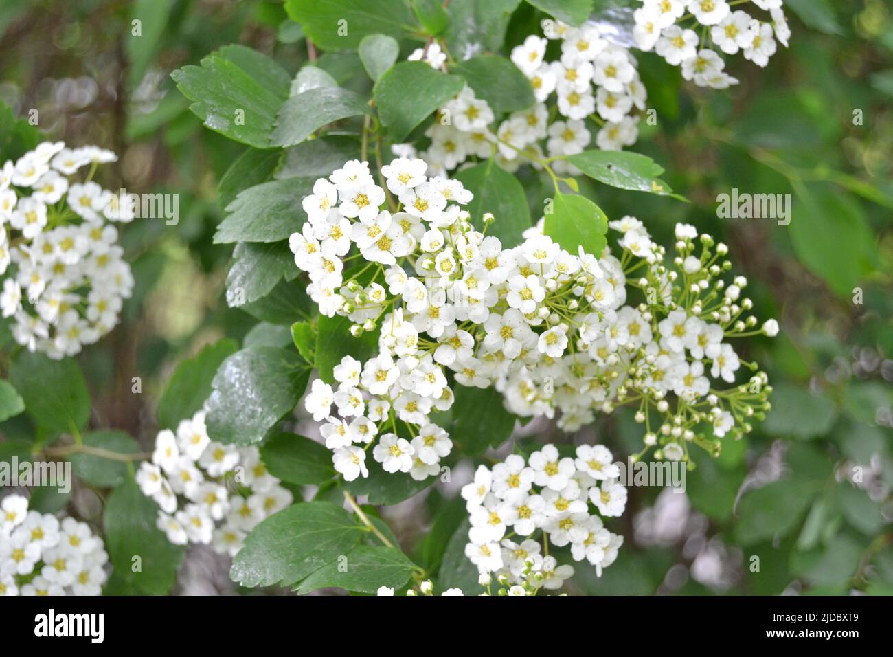 Sweet Alyssum flowers. Small white Lobularia Maritima flower plant for ...