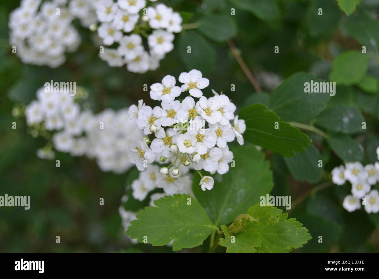 Sweet Alyssum flowers. Small white Lobularia Maritima flower plant for ...